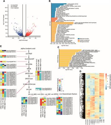 Frontiers | Integrating omics reveals that miRNA-guided genetic regulation on plant hormone ...